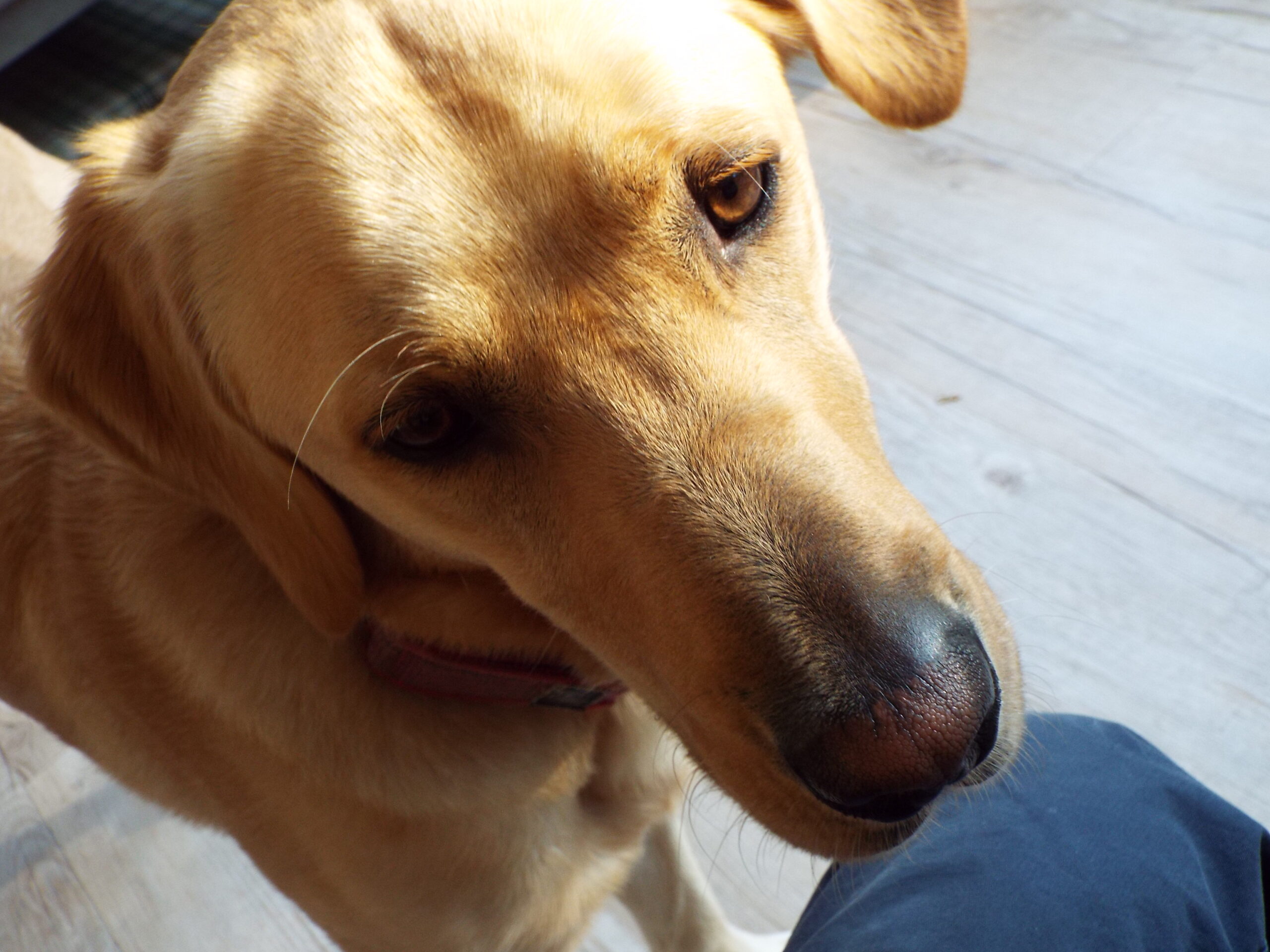 A Guide to Welcoming Assistance Dogs - CATE UK